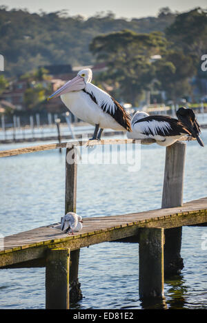 pelicans merimbula seated on the pier of mitch's jetty fish pen road ...