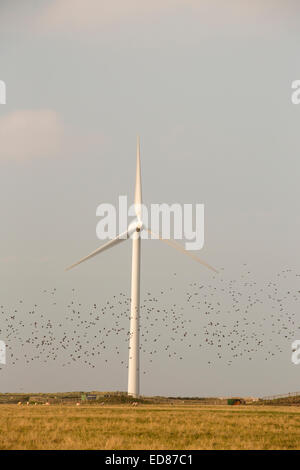 Birds flying past wind turbines at Haverigg, Cumbria, UK Stock Photo ...