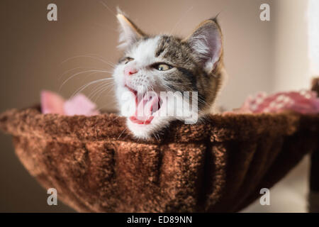 White Patched Tabby Kitten Cat in home surroundings Stock Photo - Alamy