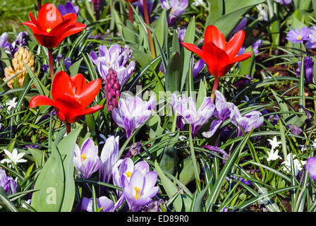 Beautiful red tulips and purple crocuses (closeup) in the spring time ...