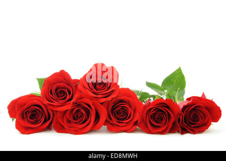 Beautiful red roses arranged as a horizontal border over white Stock ...
