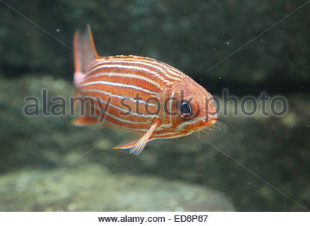 Orange and White Striped Fish Orange and White Striped Fish Stock Photo ...
