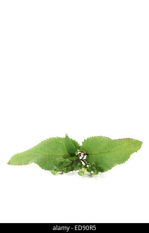 Fresh green Bei Xuan Shen on a light-coloured background Stock Photo ...