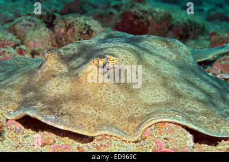 Close-up of a Round Stingray (Urolophus Halleri – aka Hallers Round Ray ...