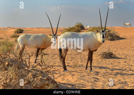 Oryx family in the dunes of the Dubai Desert Conservation Reserve ...