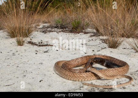 Eastern Coachwhip (Masticophis flagellum flagellum Stock Photo - Alamy