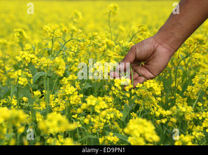 Rapeseed canola flower in farmers hand, growing cultivated oilseed rape ...