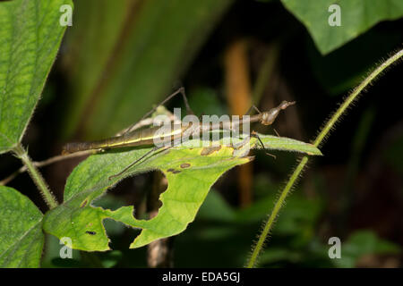 Macro of Stick Insect - Walking Stick (Apioscelis bulbosa) of Peruvian ...