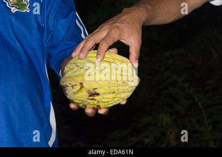 Macambo fruit (theobroma bicolor) in the peruvian amazon,Tingo Maria ...