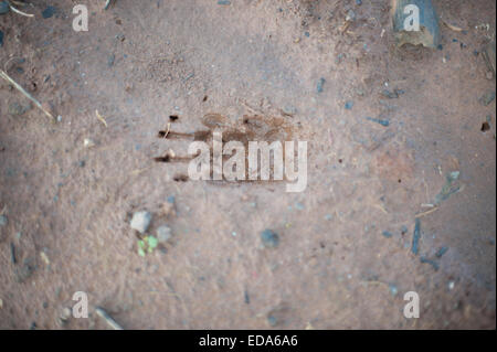 badger foot prints Stock Photo - Alamy