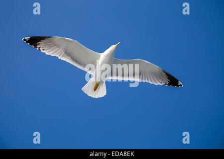 Single seagull flying in a blue sky background Stock Photo - Alamy