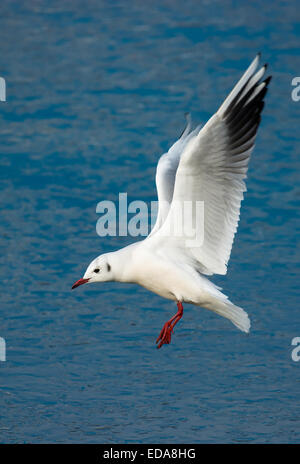 seagull with vision Stock Photo - Alamy