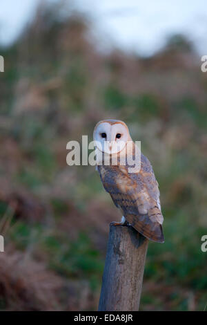 Barn owl, Tyto alba, single bird in barn, Norfolk, January 2015 Stock ...