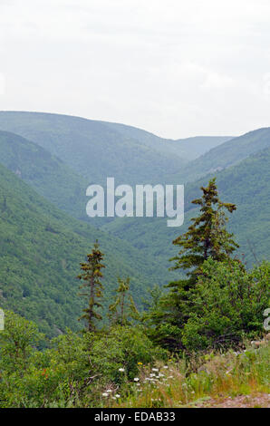 Spruce forest in the Cape Breton Highlands National Park Stock Photo ...