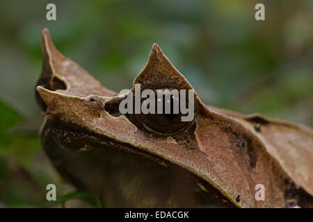 Long-nosed horned frog / Malayan horned frog / Malayan leaf frog ...