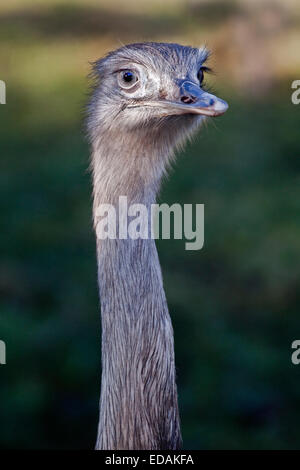 Great American Rheas (Rhea americana), Torres del Paine National Park ...