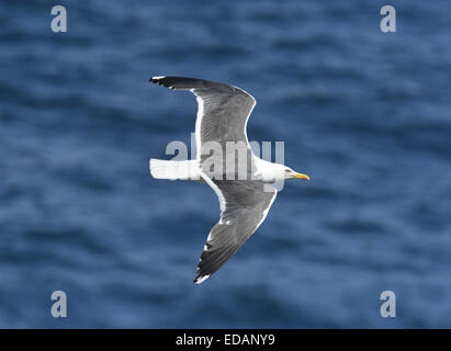 Lesser black-backed gull Larus fuscus wing flapping Isle of May Firth ...