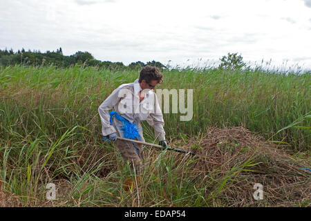 Sedge cutting on Sutton Fen RSPB Reserve, Norfolk, UK Stock Photo - Alamy