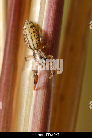 Jumping Spider (Marpissa nivoyi Stock Photo - Alamy