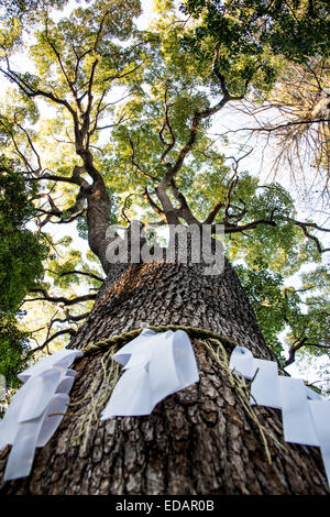 Tree of God, Yoyogi hachiman shrine Shibuya,Tokyo,Japan Stock Photo - Alamy