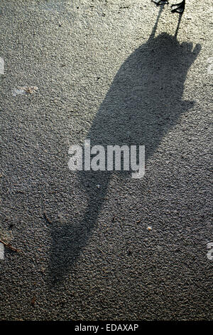 Bird on tarmac Stock Photo - Alamy