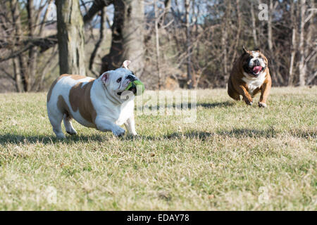 two english bulldogs playing catch with a tennis ball Stock Photo - Alamy