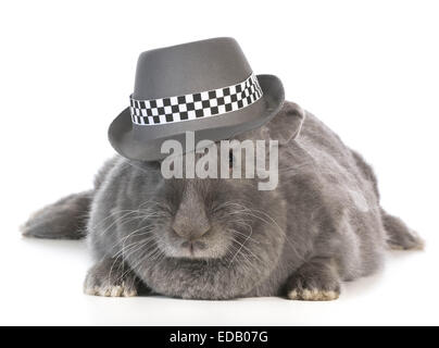 funny bunny - giant flemish rabbit wearing clown nose and glasses on ...