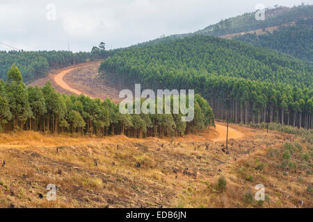 HHOHHO, SWAZILAND, AFRICA - Timber industry landscape, trees and road ...