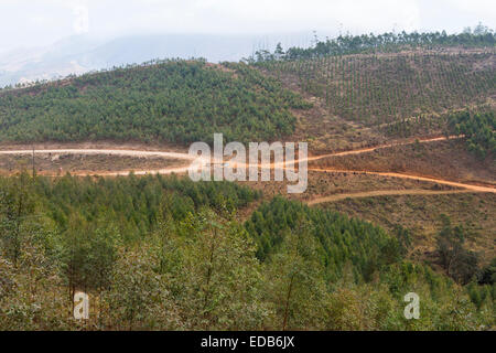 SWAZILAND, AFRICA - Dirt road through timber industry forest in Hhohho ...