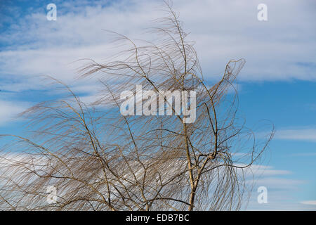 wind blowing a weeping willow tree near a barn Stock Photo - Alamy