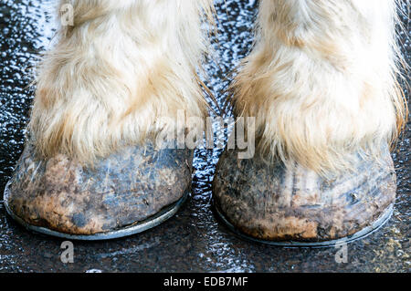 Shod hooves and pasterns of an old draft horse with reflection of wagon ...