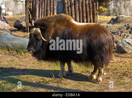 Musk ox, lives in Northen America and Canada, recorded in Moscow zoo ...