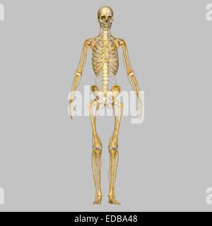 Human Skeleton System Skull Bones Anatomy Lateral View Stock Photo - Alamy