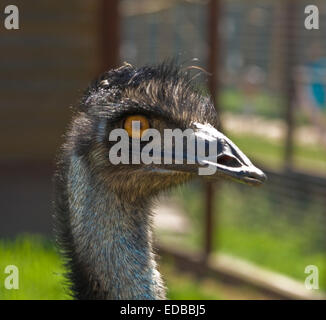 Ostrich a two toed african bird that runs very fast but cannot fly it ...