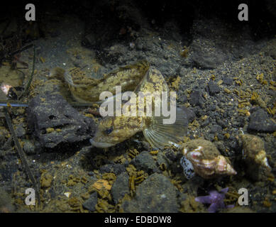 Zoarces viviparus, Eelpout, Viviparous Blenny, White Sea, Russia Stock ...