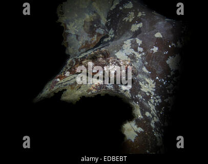 Father Lasher, shorthorn sculpin, bull rout, bull-rout, short-spined ...