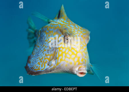 Humpback turretfish (Tetrosomus gibbosus), Great Barrier Reef, Pacific ...