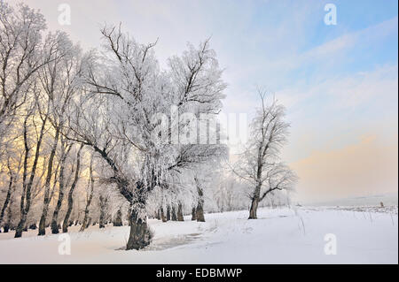 Frosty winter trees and boat near Danube river Stock Photo - Alamy