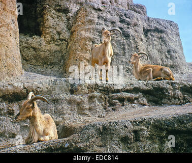 London Zoo Mappin Terraces Grade 11 listed Stock Photo - Alamy