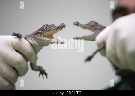 crocodile at the london zoo Stock Photo - Alamy