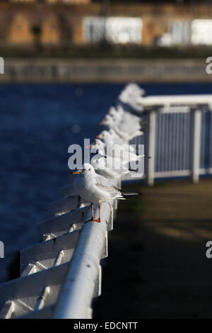 Seagulls perched on riverside railing Stock Photo - Alamy