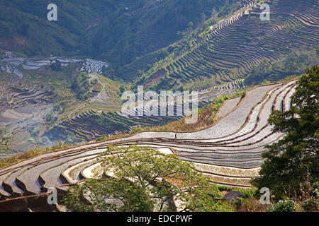 Mountains Rice paddy terraces on slopes contours of landscape Bright ...