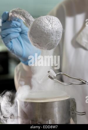 Laboratory experiment with liquid nitrogen in laboratory mortar with ...