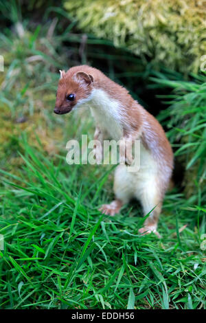 ermine, stoat (Mustela erminea), standing erect in the snow, Germany ...
