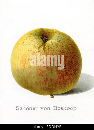 illustration, apple variety, boskoop, illustrations, apple varieties ...