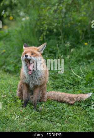 Red Fox, Vulpes Vulpes, Surrey; England Stock Photo - Alamy