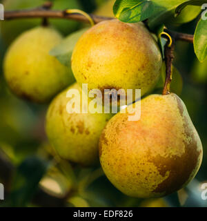 A Pear tree with ripe fruits ready for harvesting on a commercial ...