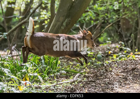 Reeve's Muntjac aka Chinese muntjac, barking deer or rib-faced deer ...