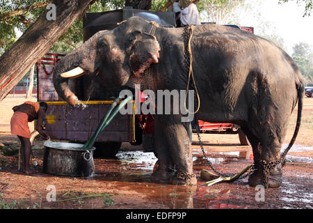 Temple elephant being washed by mahout in the early morning in the ...