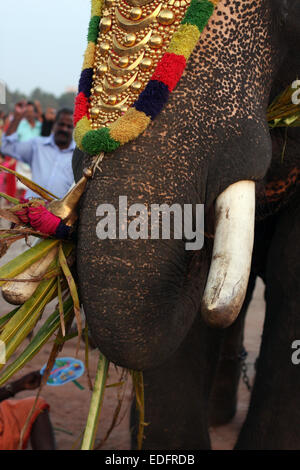 Ornamented elephant in a procession to mark the end of the Pooram ...